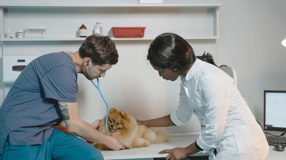 Pet First Aid Tips: Preparing for an Emergency Trip to the Vet - Vetcare
